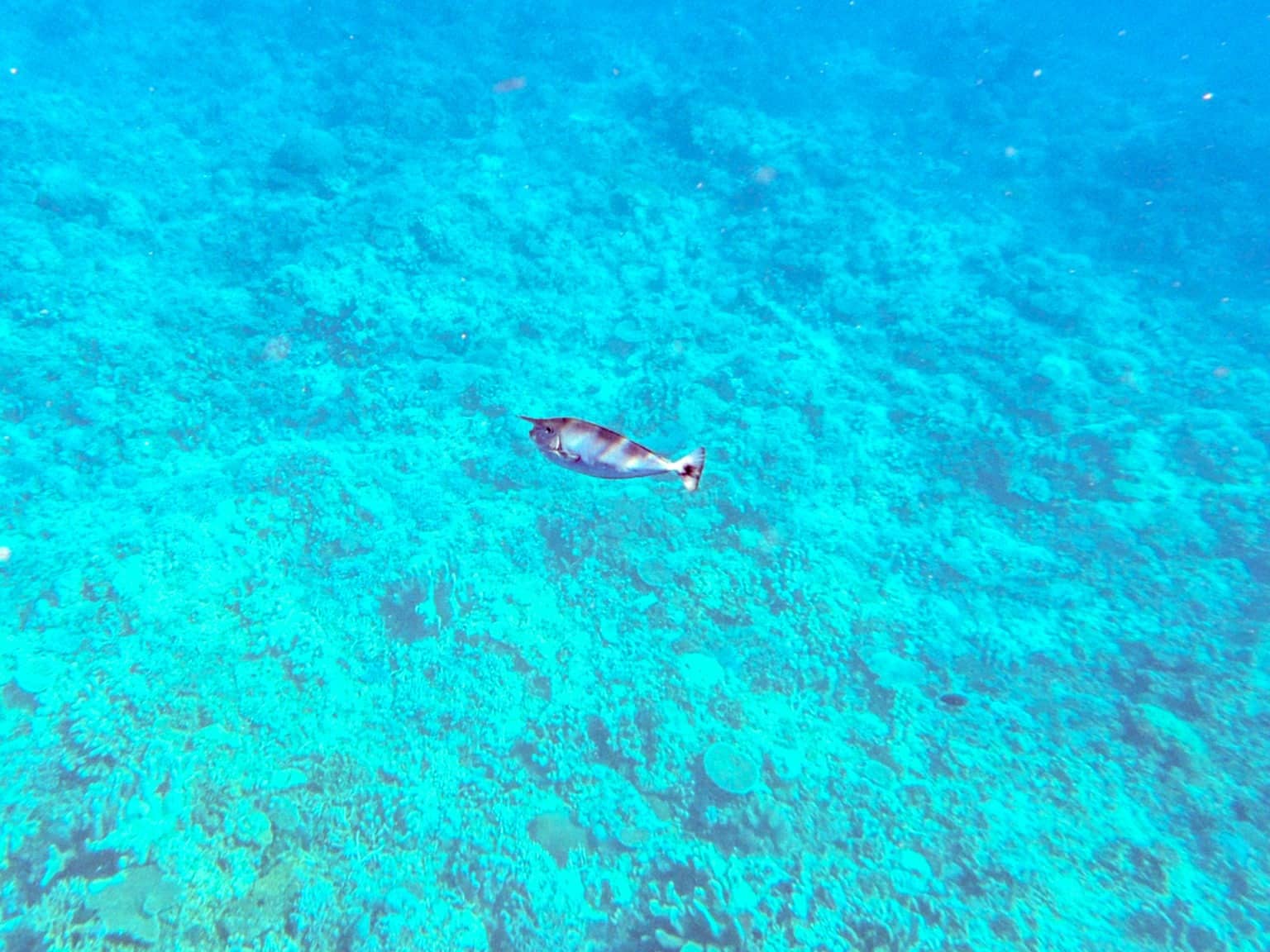 The stunning Apo Reef in the Philippines - the 2nd biggest reef in the ...